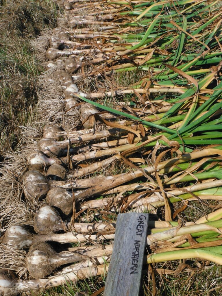 Great Northern Seed Garlic - Yonder Hill Farm