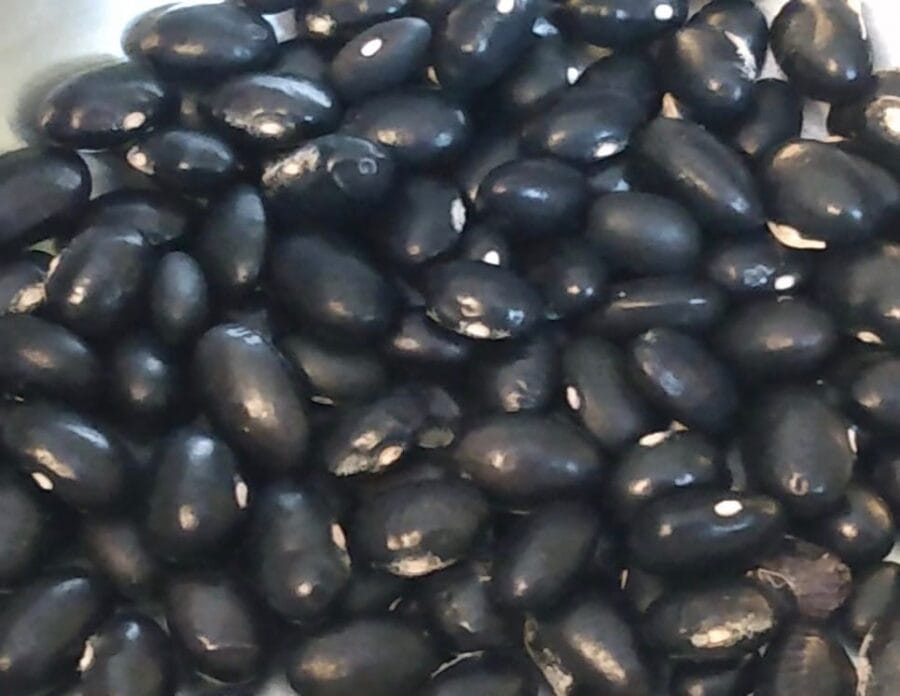 Black Coco Bean - Yonder Hill Farm