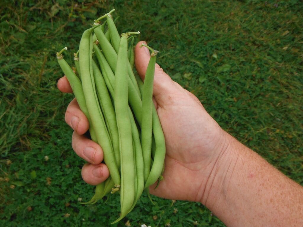 Beans & Soybeans - Yonder Hill Farm