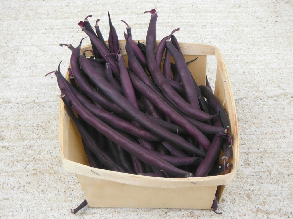 Royal Burgundy Snap Bean - Yonder Hill Farm