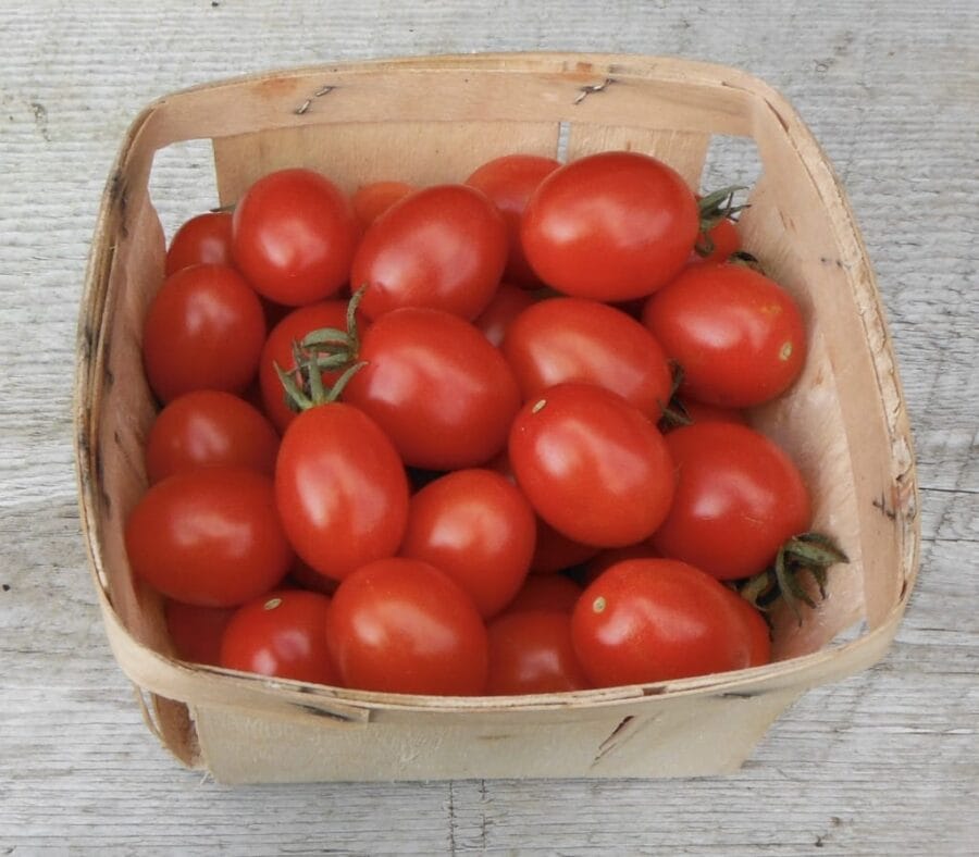Principe Borghese Tomato - Yonder Hill Farm