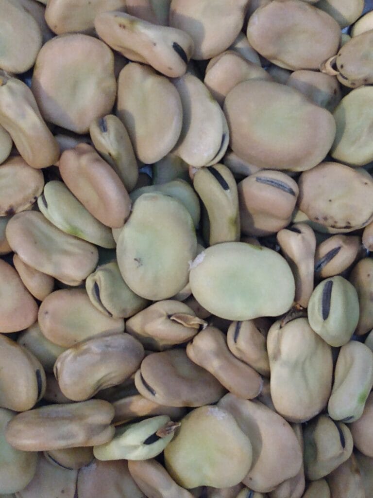 Windsor Fava Bean - Yonder Hill Farm