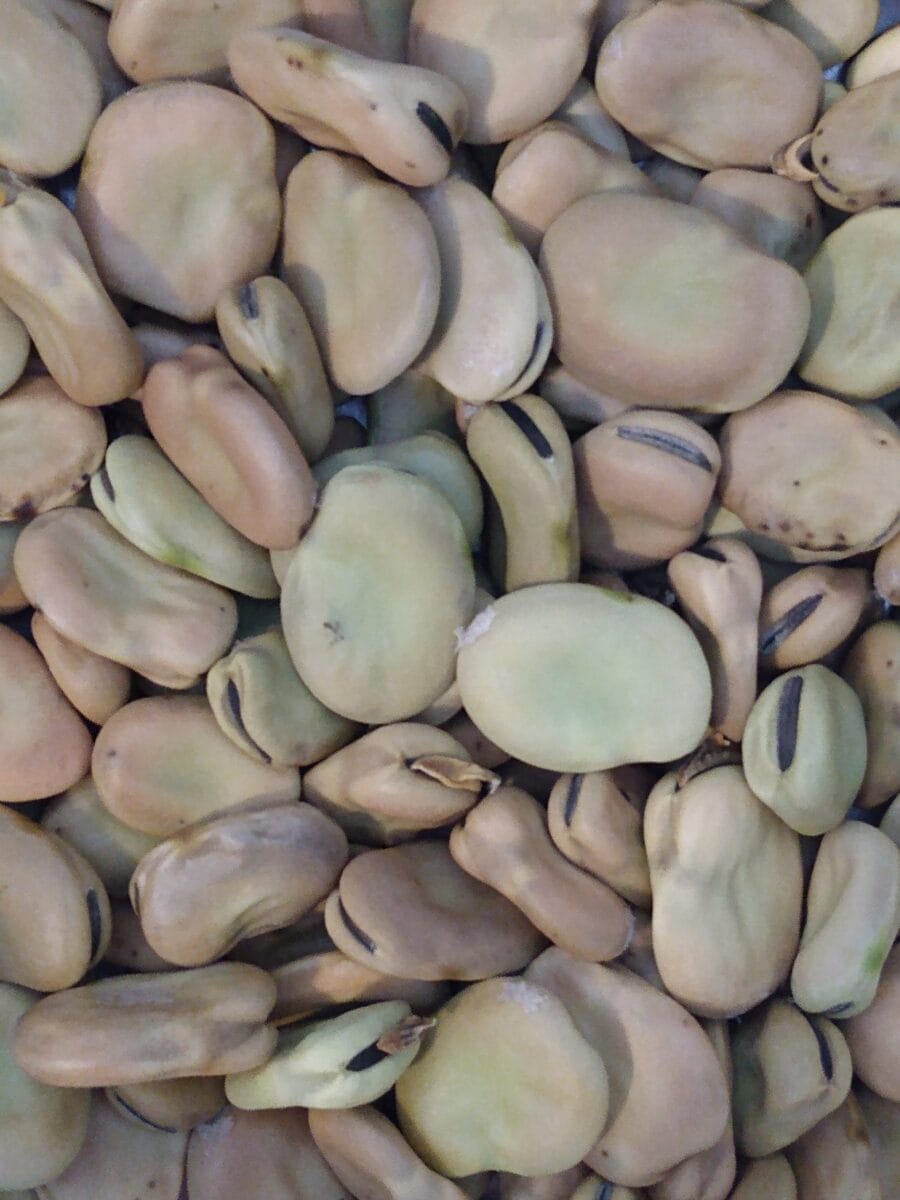 Windsor Fava Bean - Yonder Hill Farm