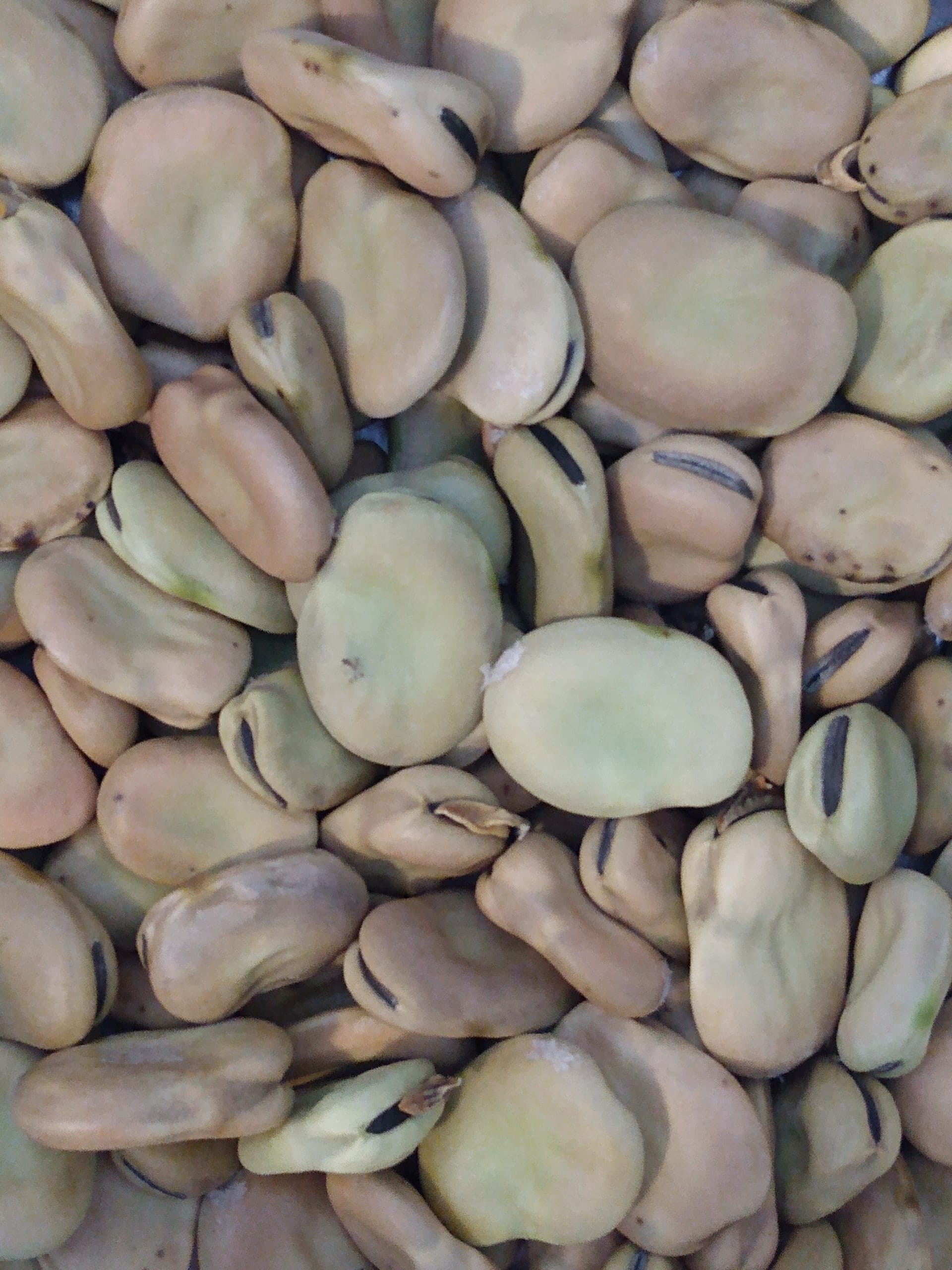 Windsor Fava Bean - Yonder Hill Farm