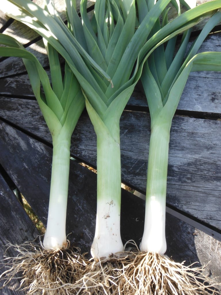 Leeks - Yonder Hill Farm