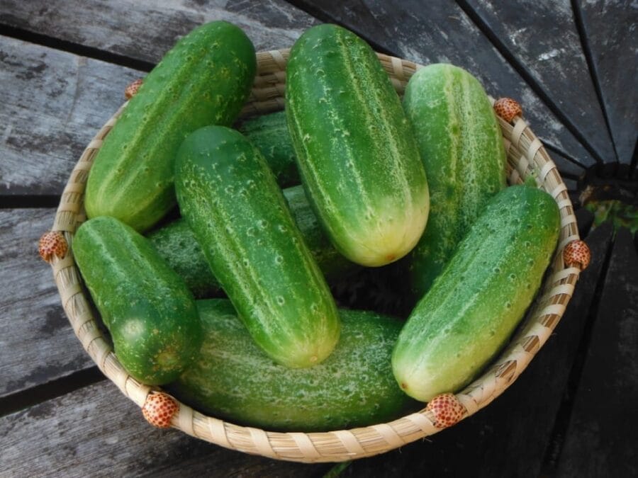 National Pickling Cucumber - Yonder Hill Farm