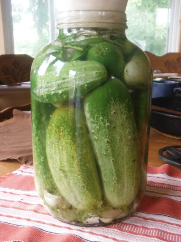 National Pickling Cucumber - Yonder Hill Farm