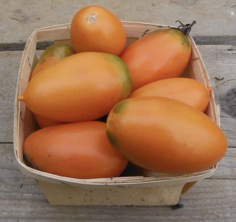 Orange Banana Paste Tomato - Yonder Hill Farm
