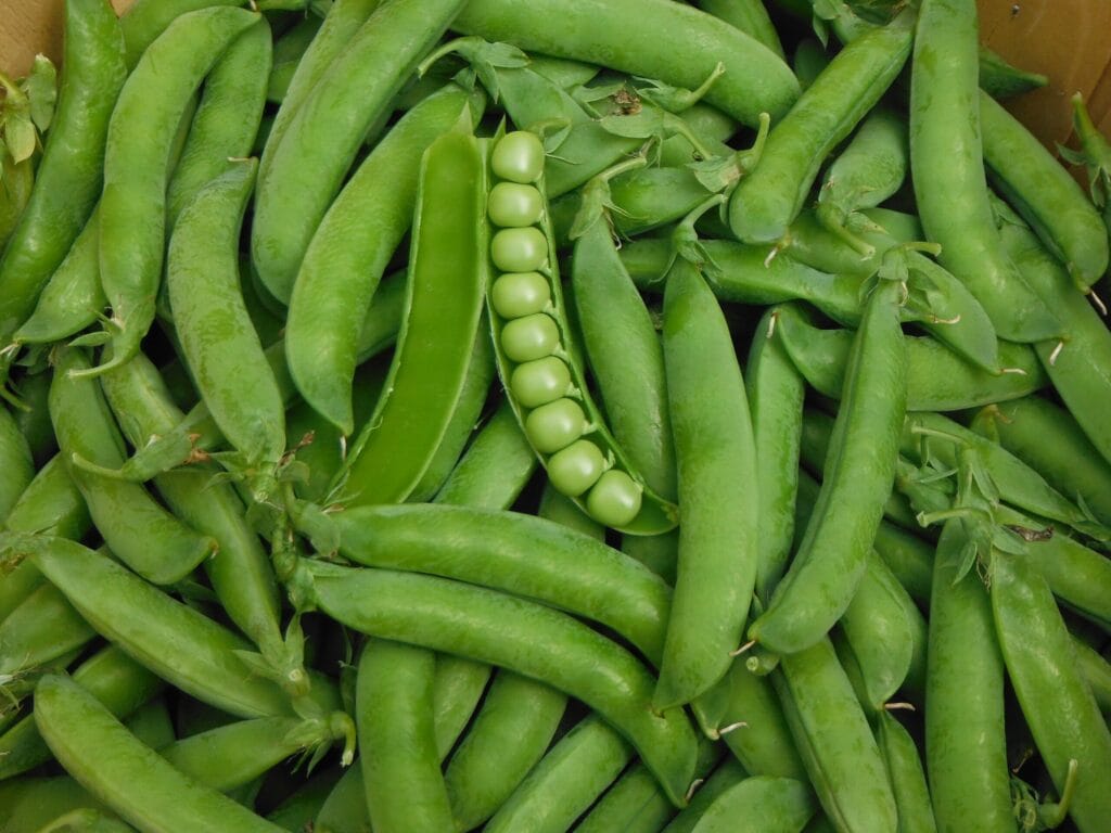 Shell Peas - Yonder Hill Farm