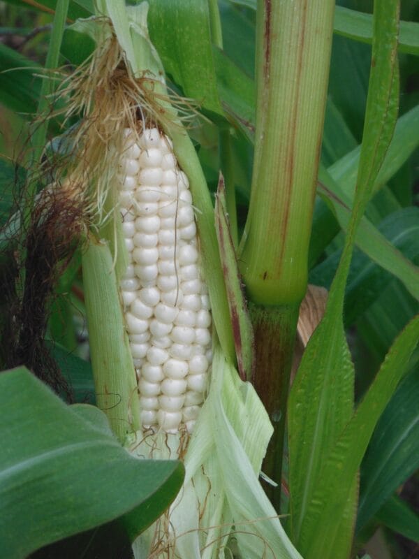 Luther Hill Dwarf Sweet Corn - Yonder Hill Farm