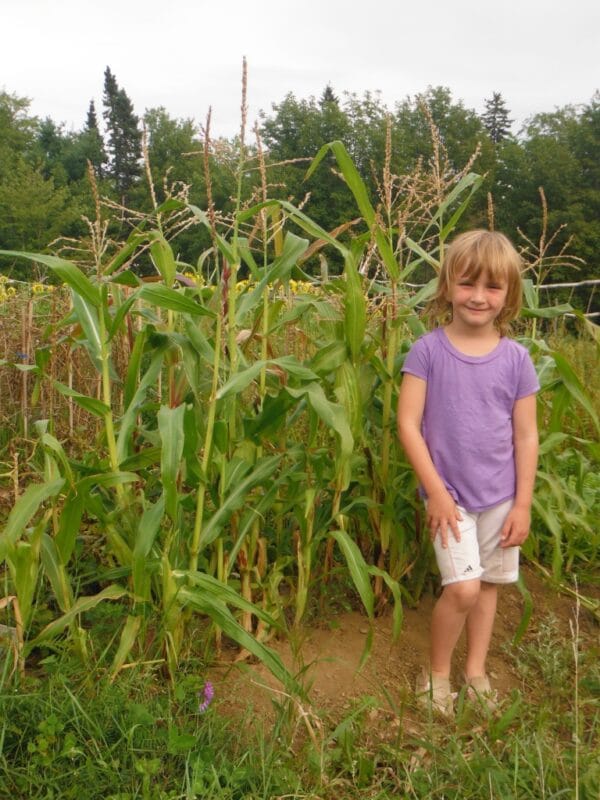 Luther Hill Dwarf Sweet Corn - Yonder Hill Farm