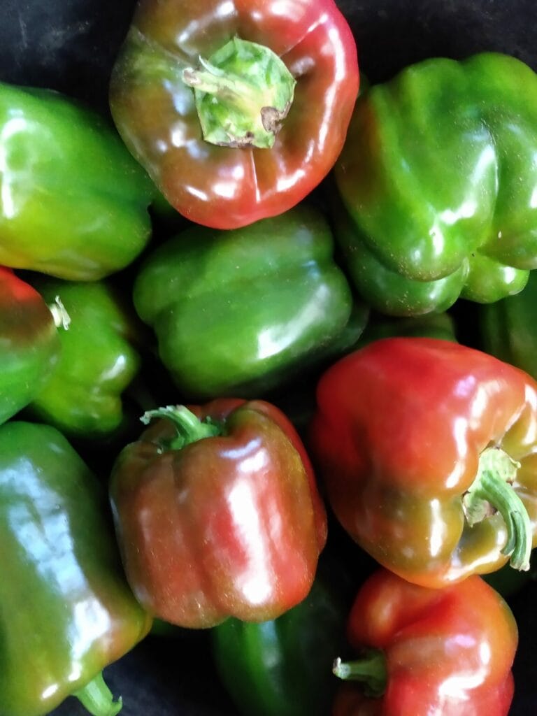 California Wonder Bell Pepper - Yonder Hill Farm